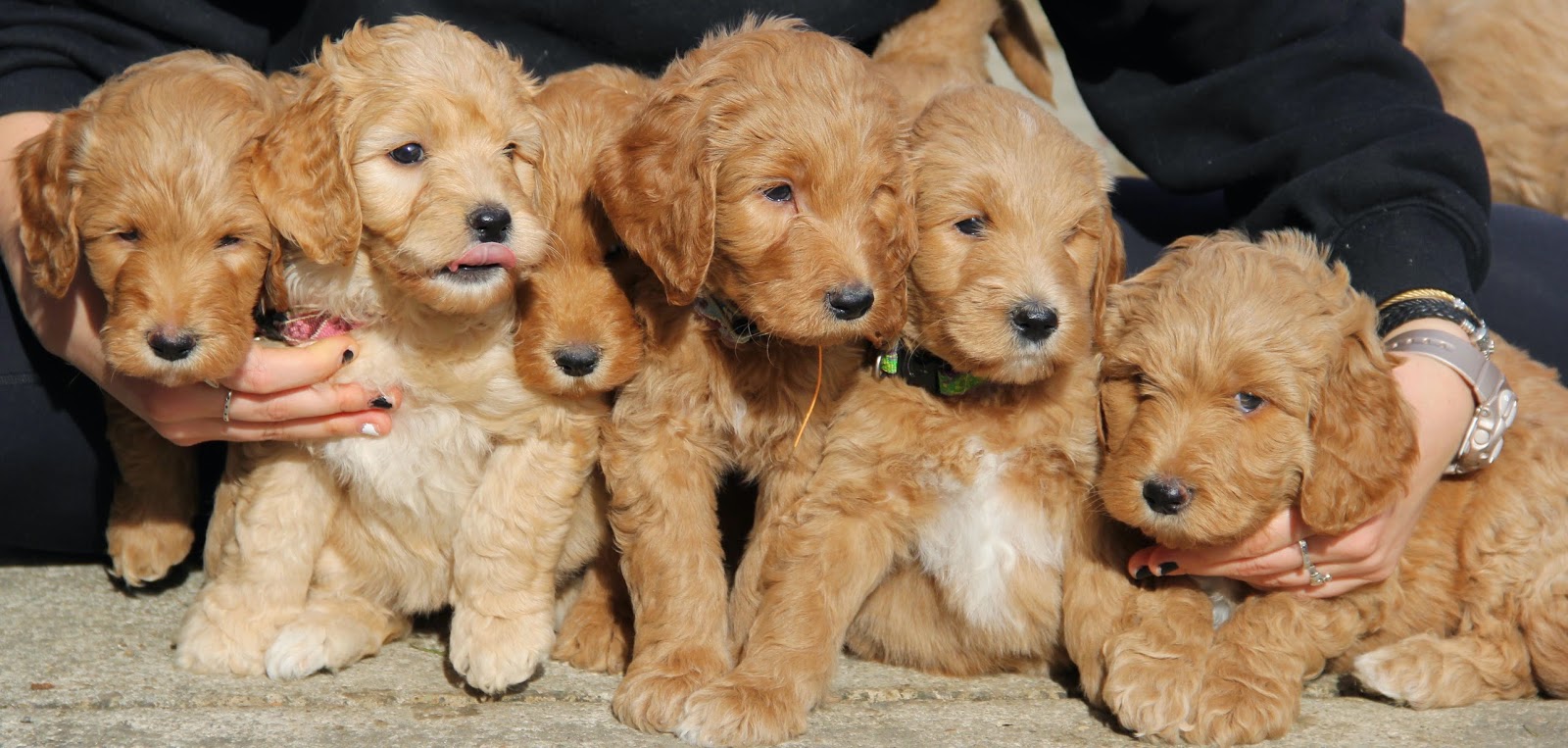 Yesteryear Acres - Doodle Days : Nov 25 - Thankful for Monday Puppy Hugs