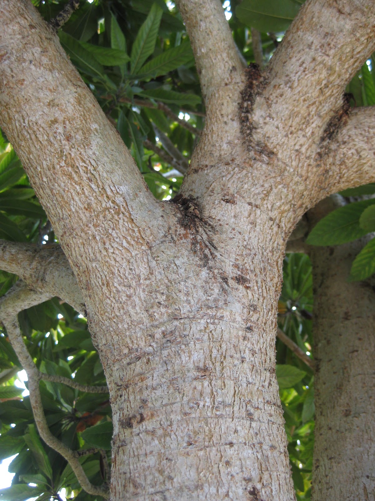 Trees of Santa Cruz County: Eriobotrya deflexa - Bronze Loquat