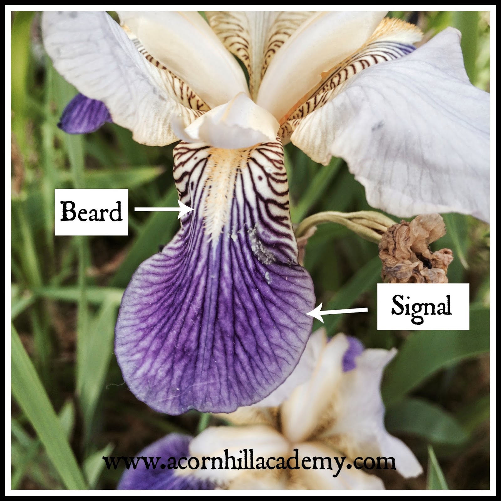 Iris Flower Diagram