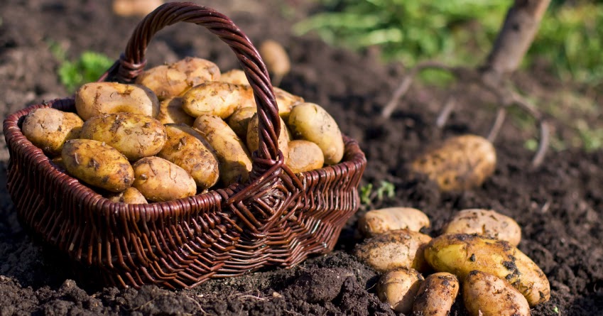 HOW TO GROW POTATOES |The Garden of Eaden