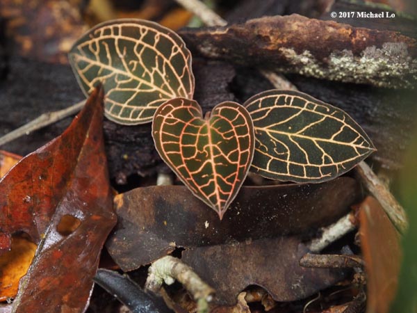 The rainforests of Borneo & Southeast Asia: Sandstone mountain of ...