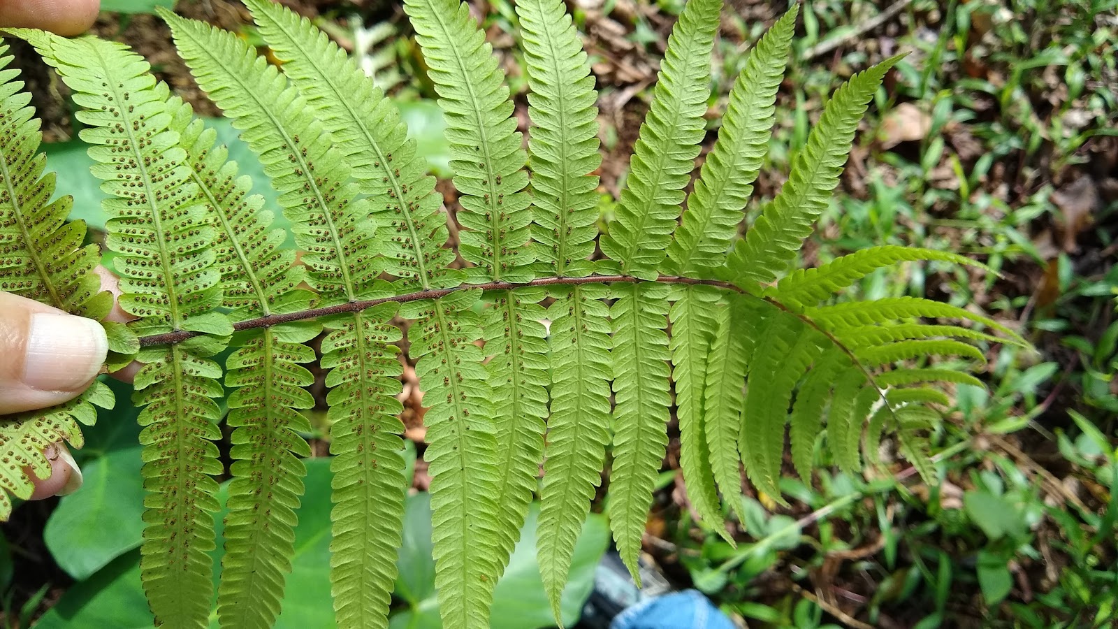 Monilophyte and lycophyte hike