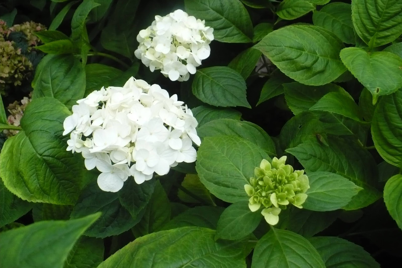 Hydrangea, Hortensja: Hydrangea macrophylla (Hortensja ogrodowa ...