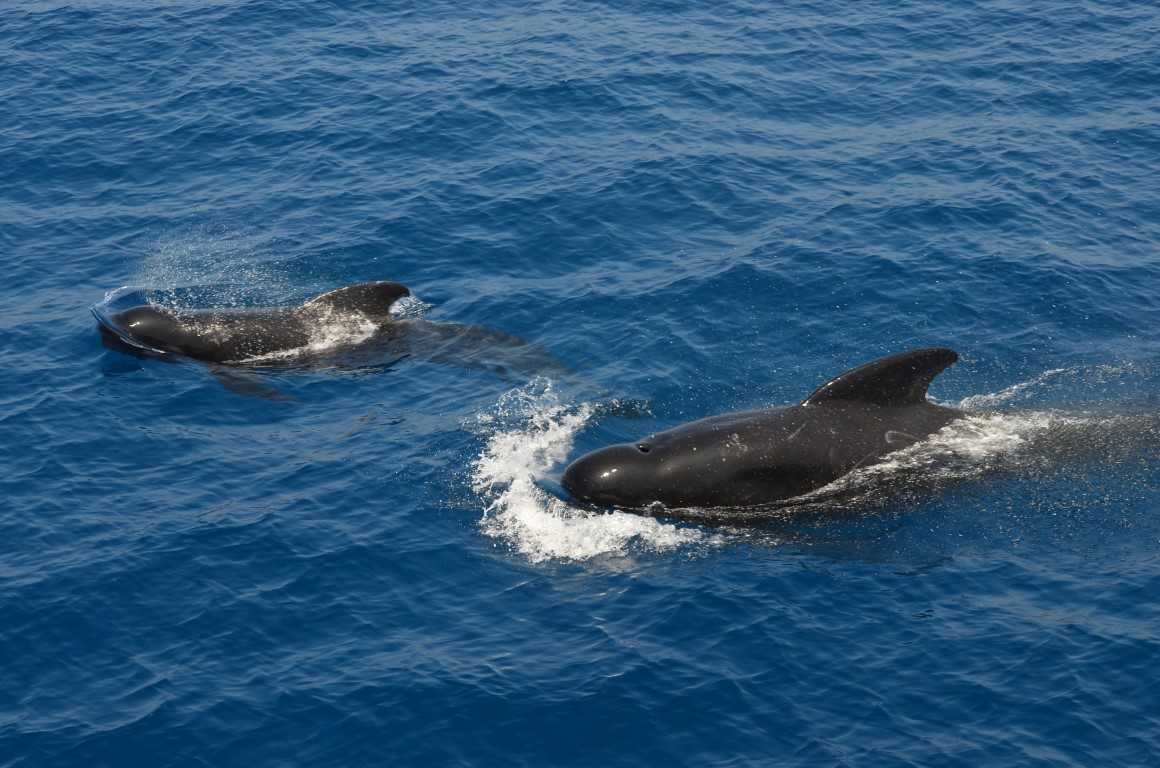 Delfines, ballenas y orcas en Tarifa: Gran grupo de calderones en Tarifa