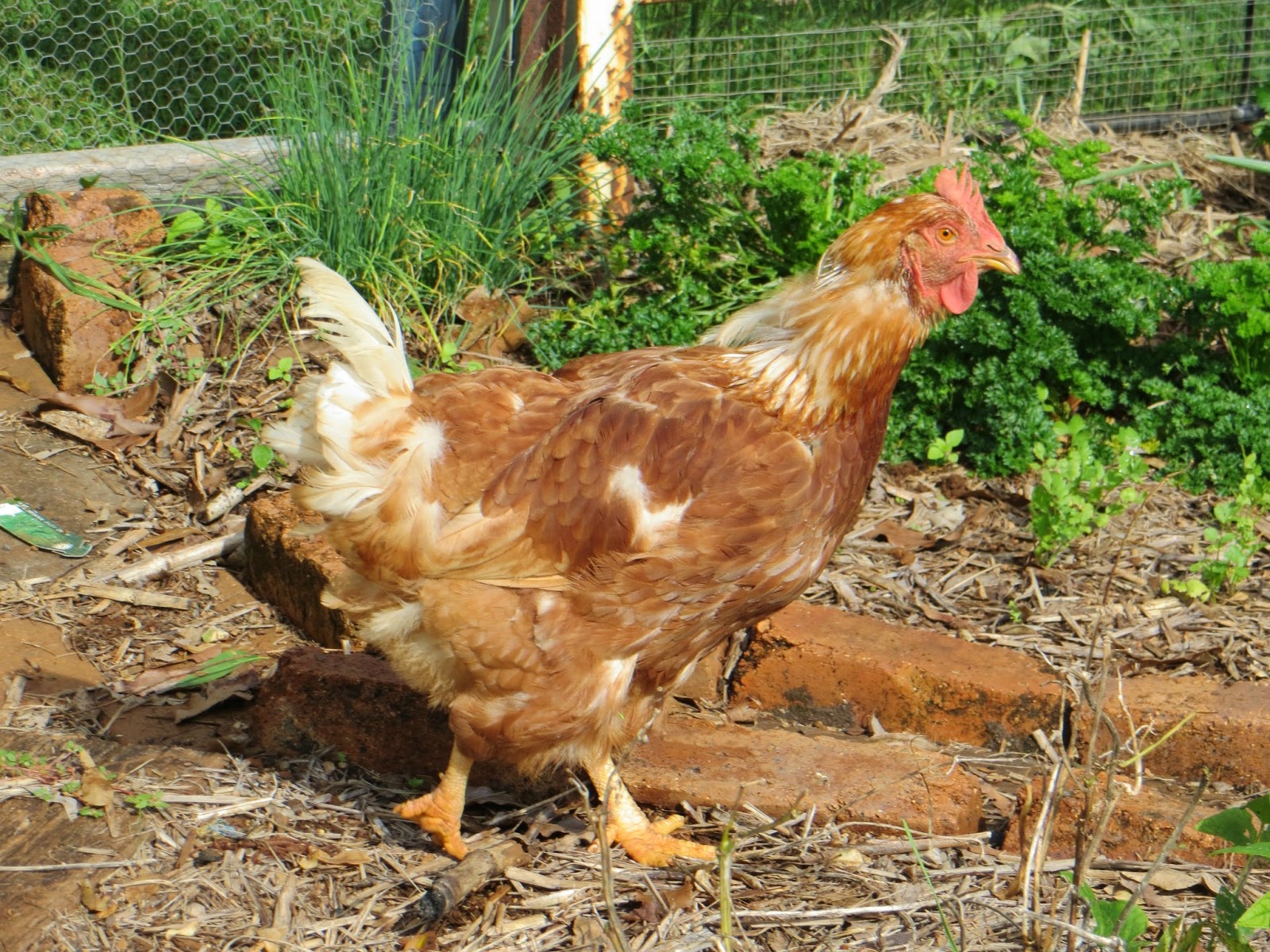 Finding Fifth: Chicken Foot Injuries