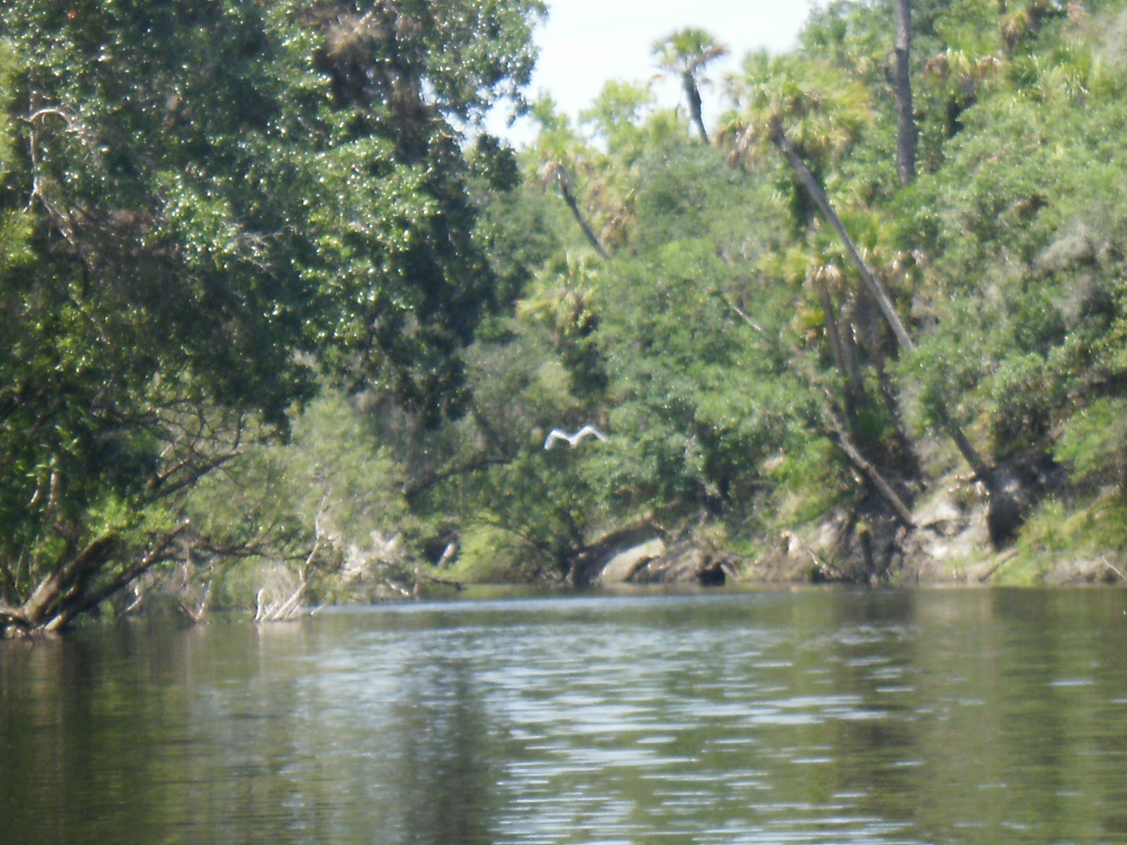 Kayaking Econlockhatchee River ~ When 140 Characters Just Doesn't Cut It...