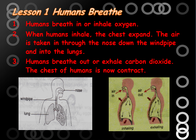 Welcome to Miss Ng Science's World: Life Processes of Human