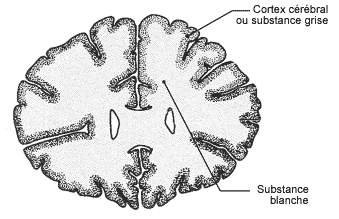 Récap' IDE: Anatomie du système nerveux