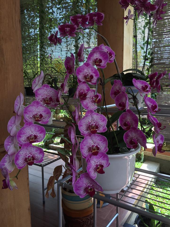 Paling Populer 26+ Gambar Tanaman Bunga Desember - Gambar Bunga Indah