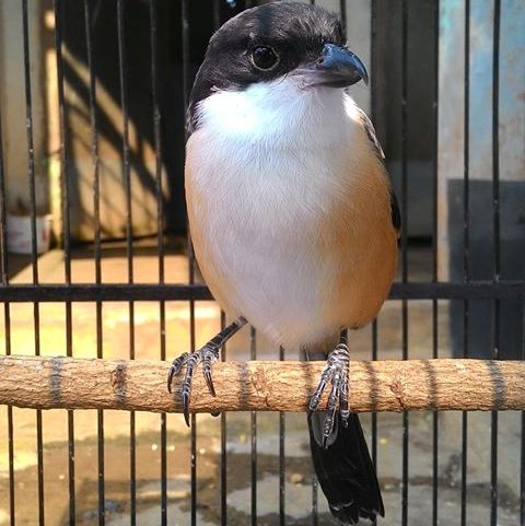 (Hobi Burung Kicauan): Asal Daerah Cendet/ Pentet Yang Paling Banyak ...
