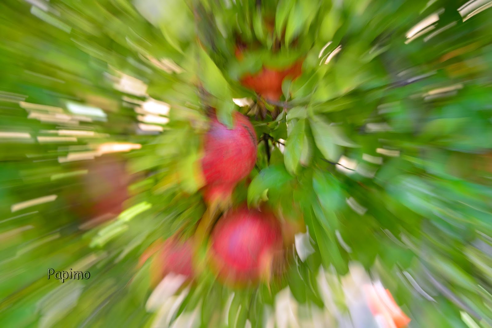 Asociación fotográfica de Isla Cristina: La técnica del Zooming