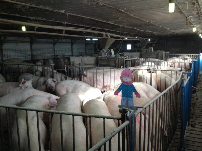Tales of a Kansas Farm Mom: Flat Aggie Visits the Anderson Farms Hog ...