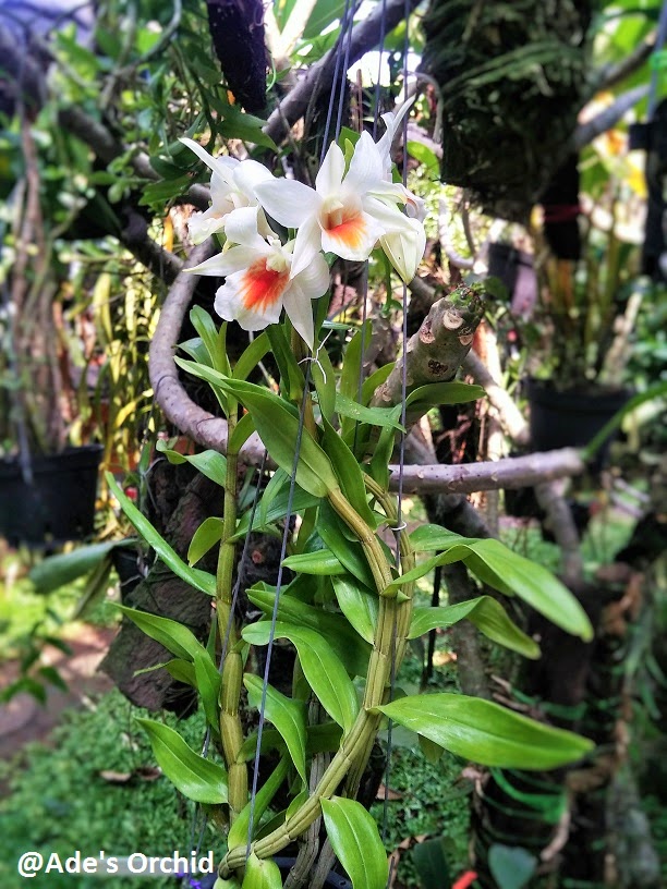 Ade's Orchid: Dendrobium suzukii x formosum