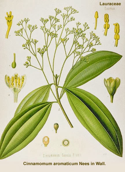 Herbolaria: Canela