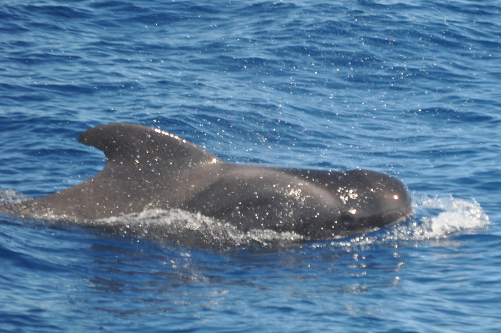 ZOOTOGRAFIANDO (6.096 ANIMALS): CALDERÓN TROPICAL / SHORT-FINNED PILOT ...