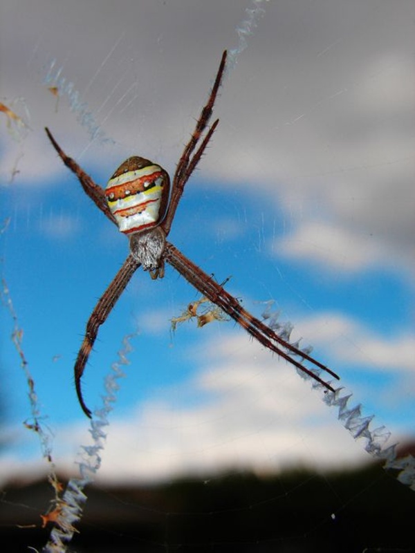 Beautiful spider web pictures (16 pics) | Amazing Creatures