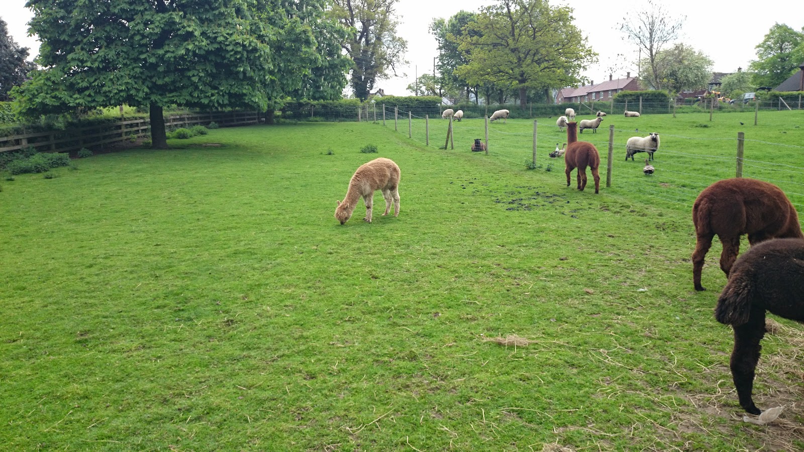 So many Caravan holidays so little money: Our 46th Trip - Glebe Farm ...