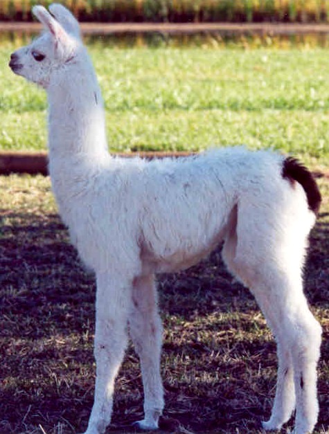 Autumn Hill Llamas & Fiber: Llama Biography #3: SHAG Cattera