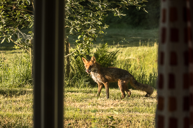 Kristinas bilder: Skabbräv?