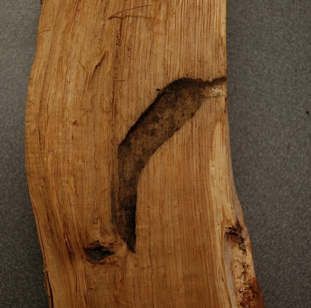 Field Biology in Southeastern Ohio: What's In A Log? Forest Insect Pests!