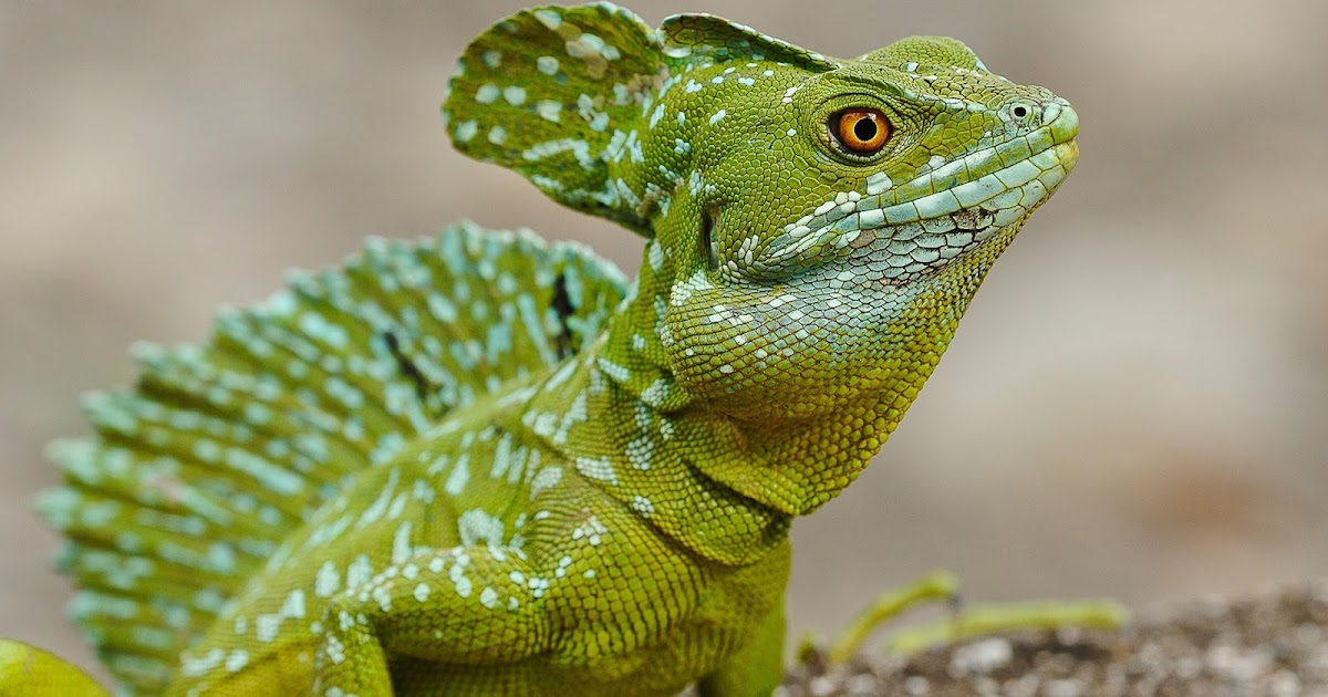 Lizard - High Definition Wallpapers - HD wallpapers