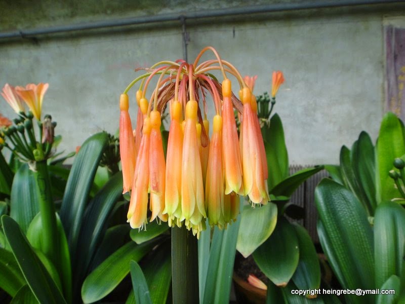 Sharing flower bulb information: First Clivia Mirabilis to flower in ...