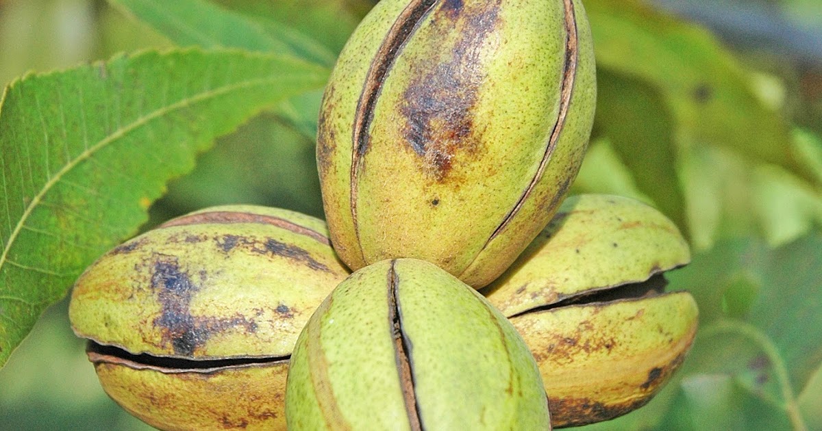 Northern Pecans: Kanza yield 2016