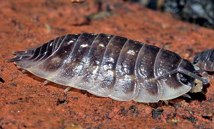 CABINET OF CURIOSITIES: Bibble-bugs