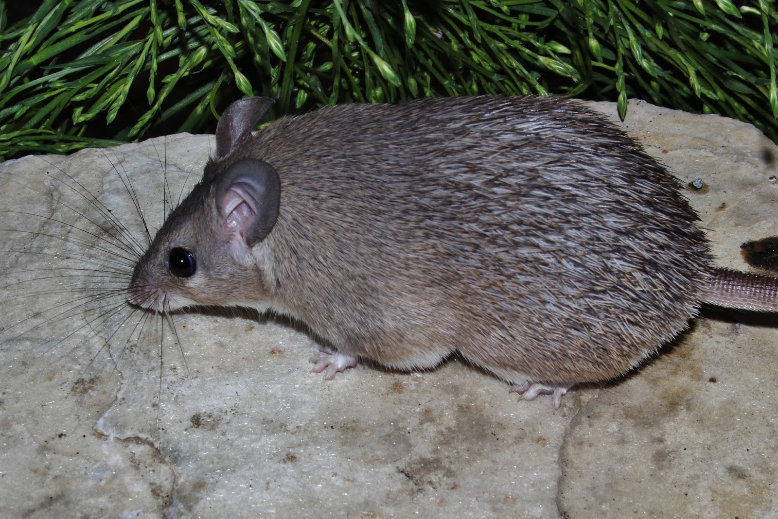 Biodiversity of Cyprus by NGO Protection of the Natural Heritage and ...