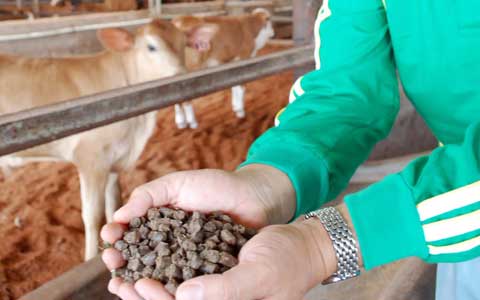 Perkebunan di Nusantara: Integrasi Perkebunan Sawit dengan Peternakan ...