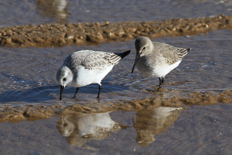 Tails of Birding: 2012