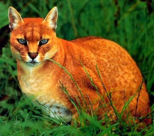 African Golden Cat: African Golden Cat