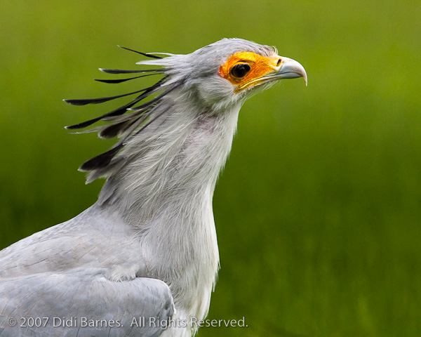 Funny Pictures Gallery: secretary bird, secretary bird facts, secretary ...