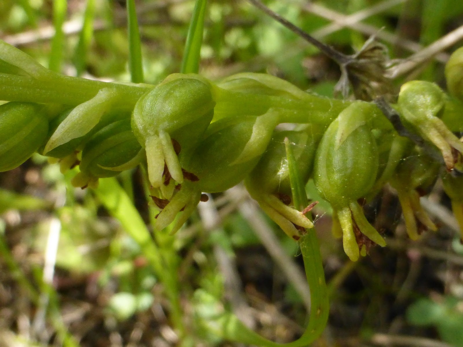 rocayflor: mayo 2017
