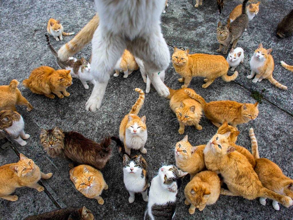 Pulau Kucing di Negara Jepang | Dwi Puspita Lifestyle Blogger Surabaya