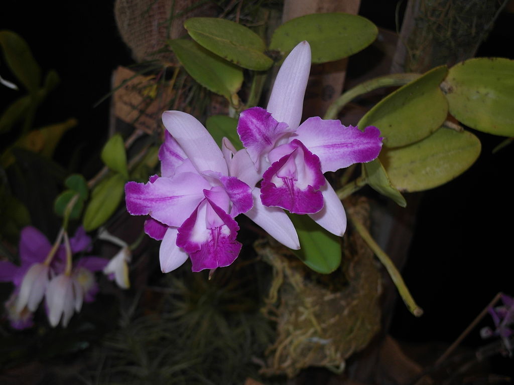 Grow and care Cattleya intermedia orchid - The intermediate Cattleya ...