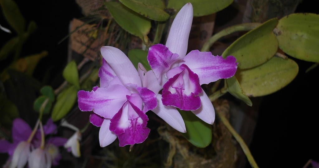 Grow and care Cattleya intermedia orchid - The intermediate Cattleya | Travaldo's blog