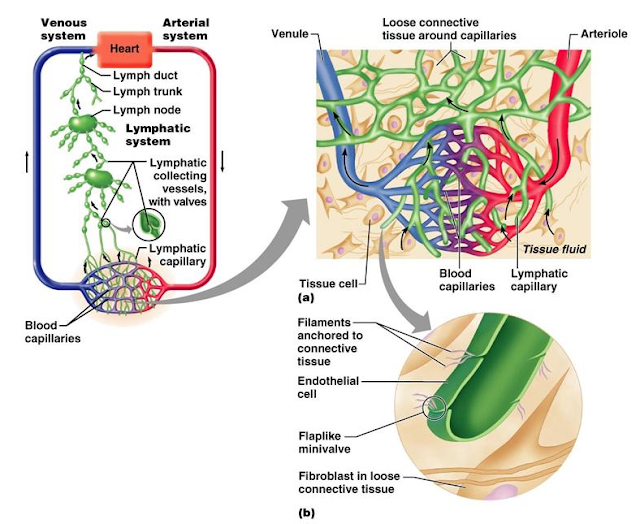 LÁMINAS PROFESOR JANO: LÁMINAS COMPLEMENTO HISTOLOGÍA GANGLIO LINFÁTICO