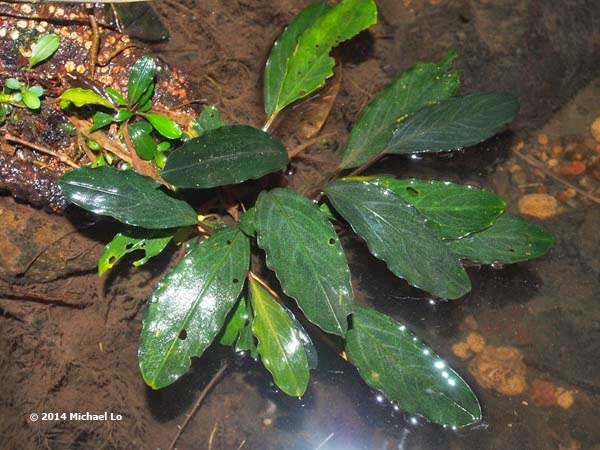 The rainforests of Borneo & Southeast Asia: Bucephalandra akantha from ...