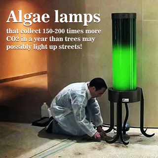 Algae Lamps... purify the air and decorate with living art