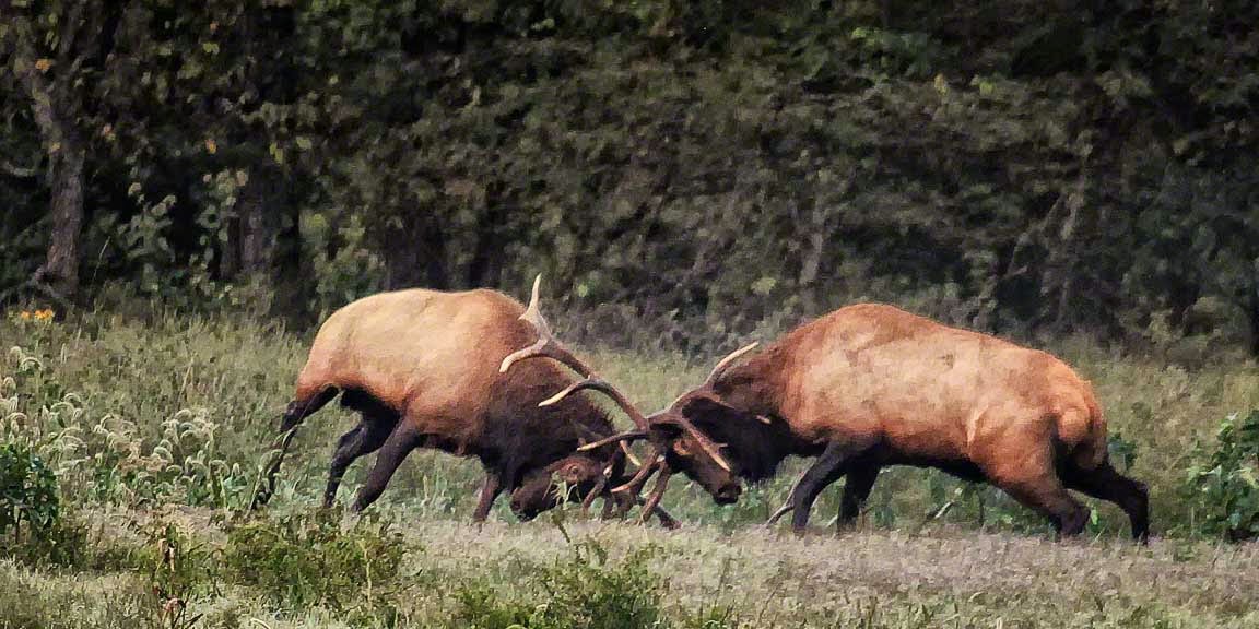 Arkansas Wildlife Photography: Taking Good Elk Bull Fight Pictures -- 7 ...