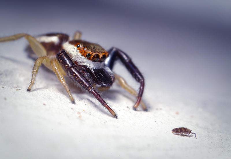 Species of UK: Week 14: Springtails (Collembola)
