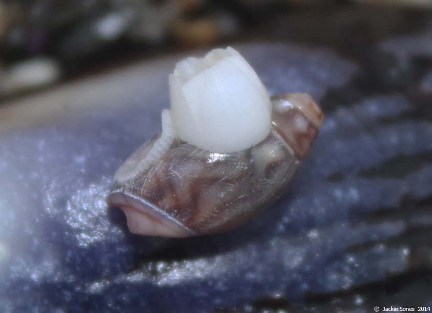 The Natural History of Bodega Head: January 2014