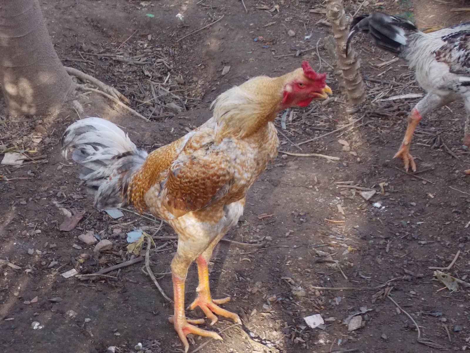 Galo Indio Gigante - Itajubá: Apresentação