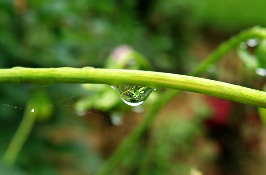 **Samson's Photoblog**: Dewdrop