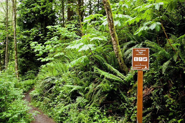 Lizard Lake - Parks Academe