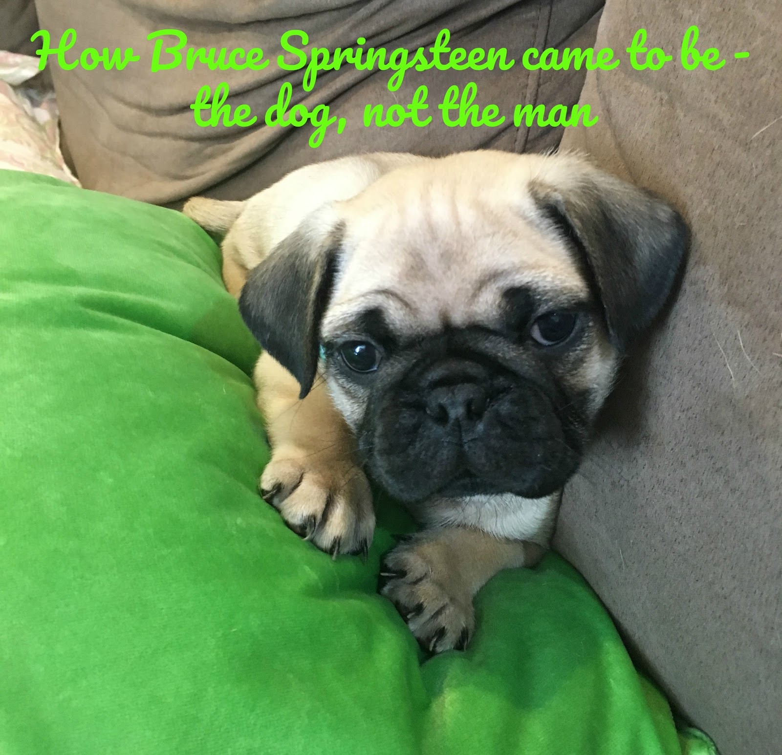 Life According to Steph: How Bruce Springsteen came to be - the dog ...