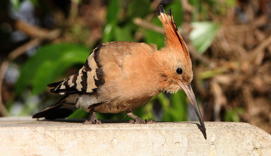 Mandy West Wildlife Photography: Hoopoe