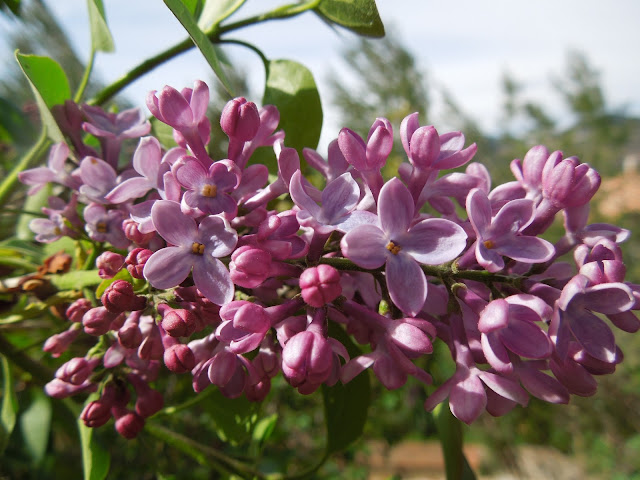 LILA o LILO - BOTÀNIC SERRAT