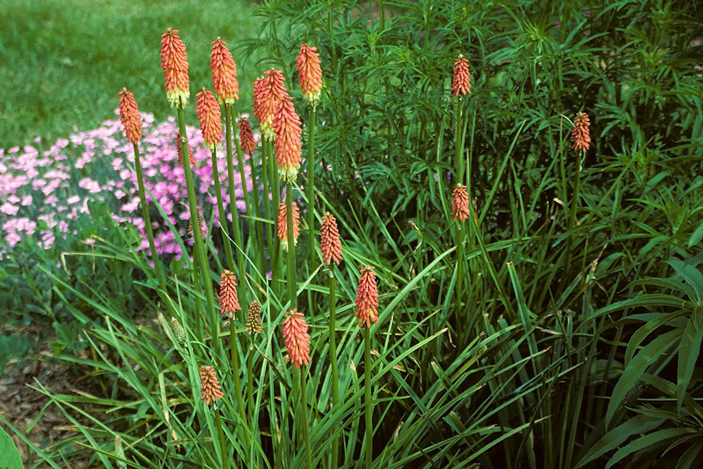 flowers for flower lovers.: Tritoma flowers pictures.